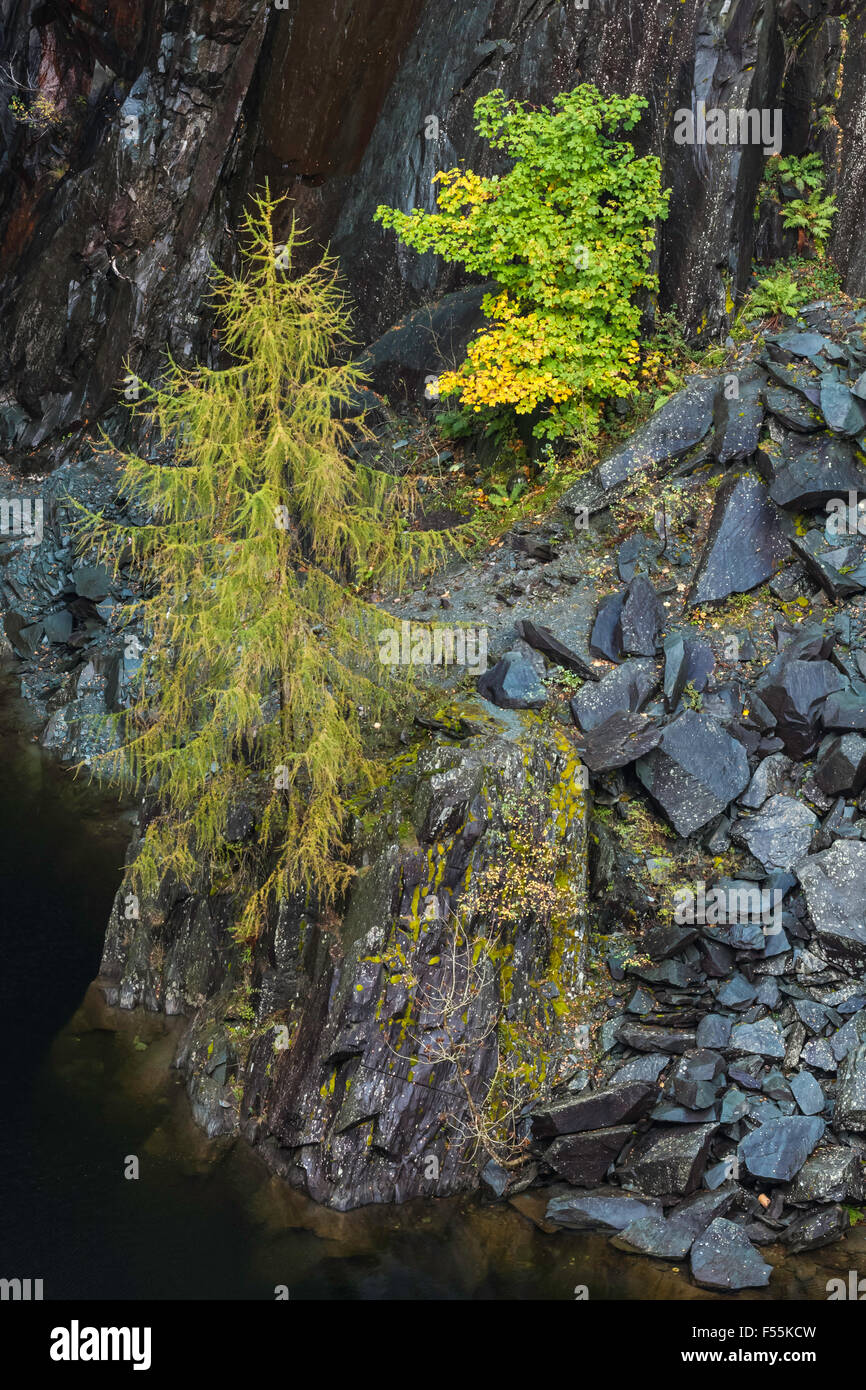 Abandoned Slate Quarry Taken Over by Vegetation and Trees Stock Photo ...