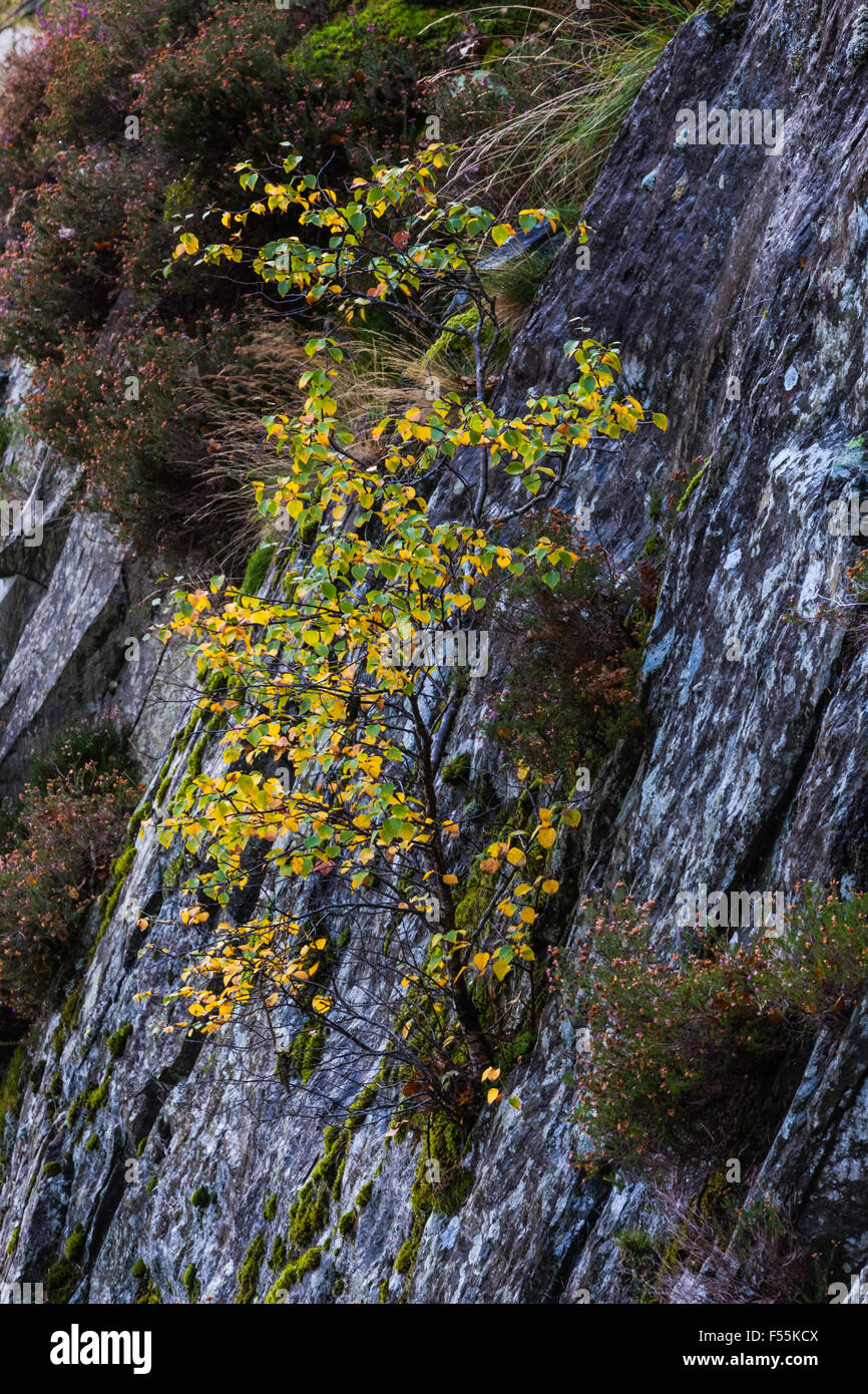 Abandoned Slate Quarry Taken Over by Vegetation and Trees Stock Photo ...
