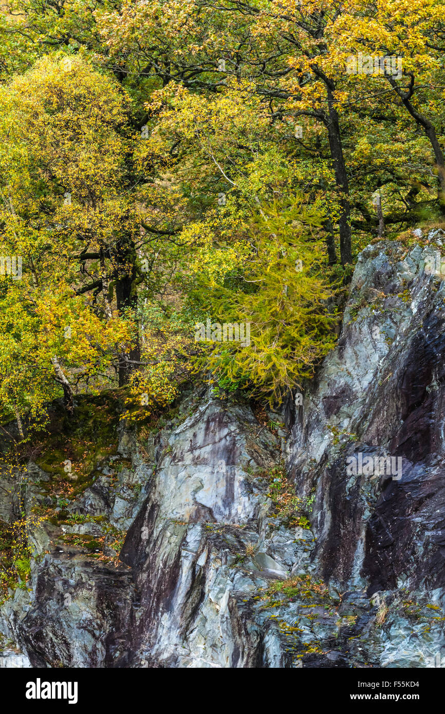 Abandoned Slate Quarry Taken Over by Vegetation and Trees Stock Photo ...