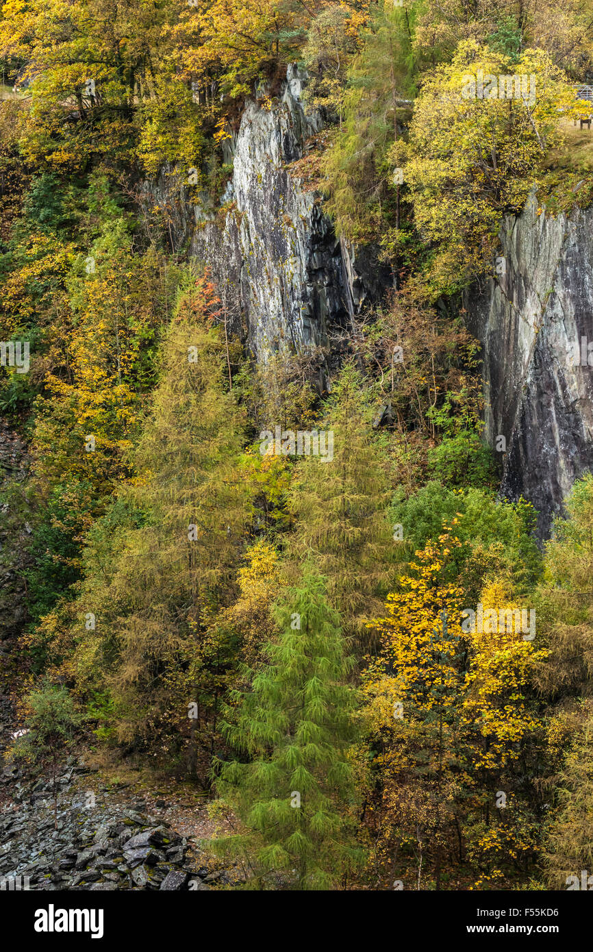 Abandoned Slate Quarry Taken Over by Vegetation and Trees Stock Photo ...