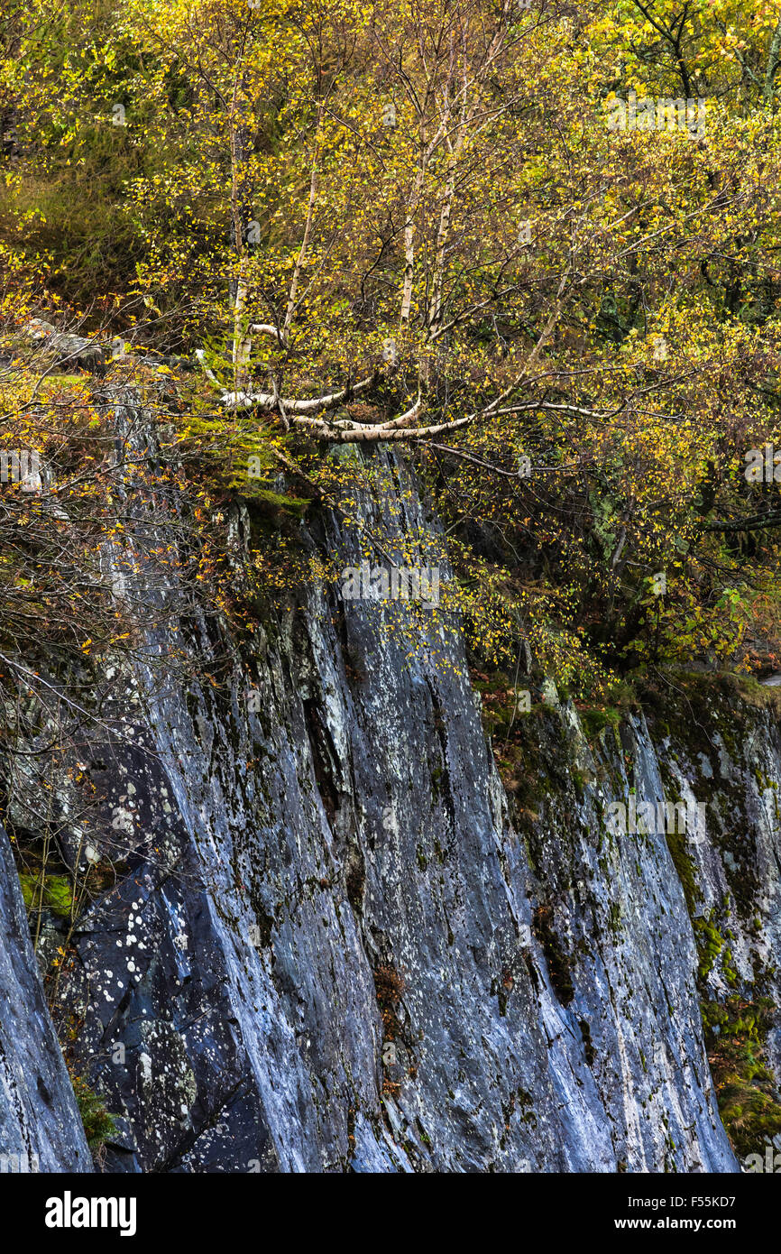 Abandoned Slate Quarry Taken Over by Vegetation and Trees Stock Photo ...