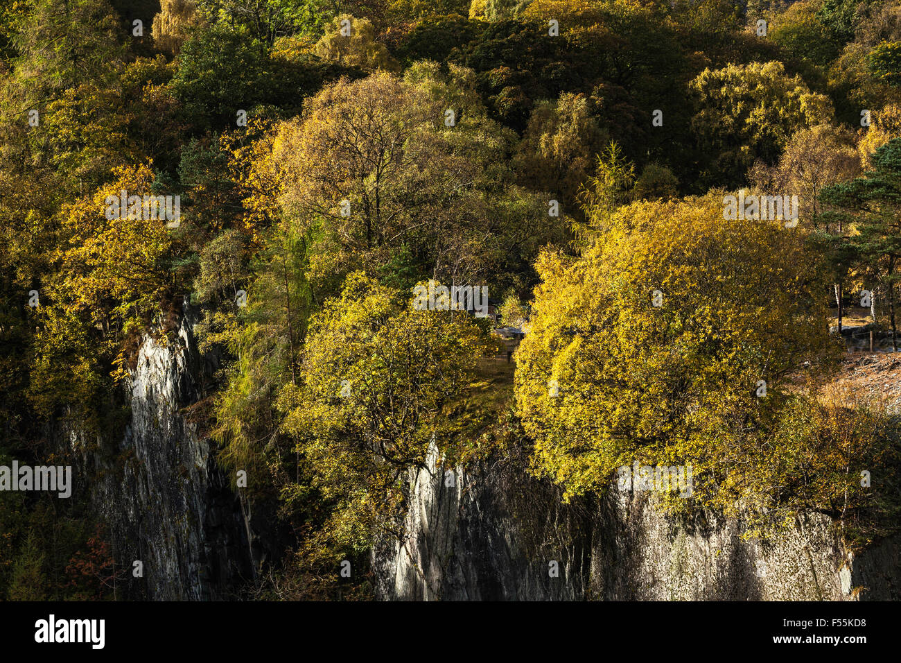 Abandoned Slate Quarry Taken Over by Vegetation and Trees Stock Photo ...