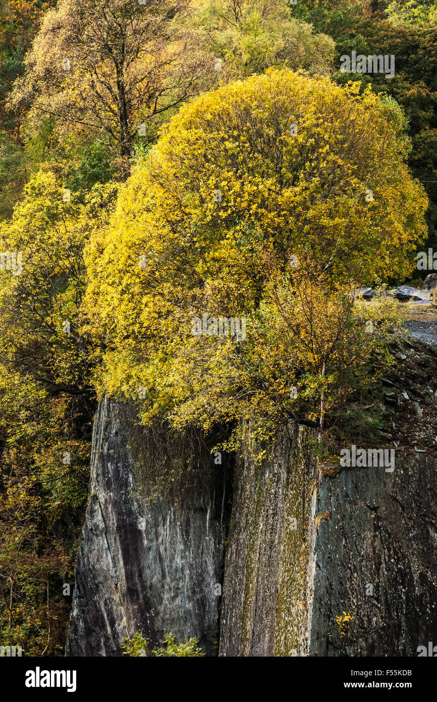 Abandoned Slate Quarry Taken Over by Vegetation and Trees Stock Photo ...