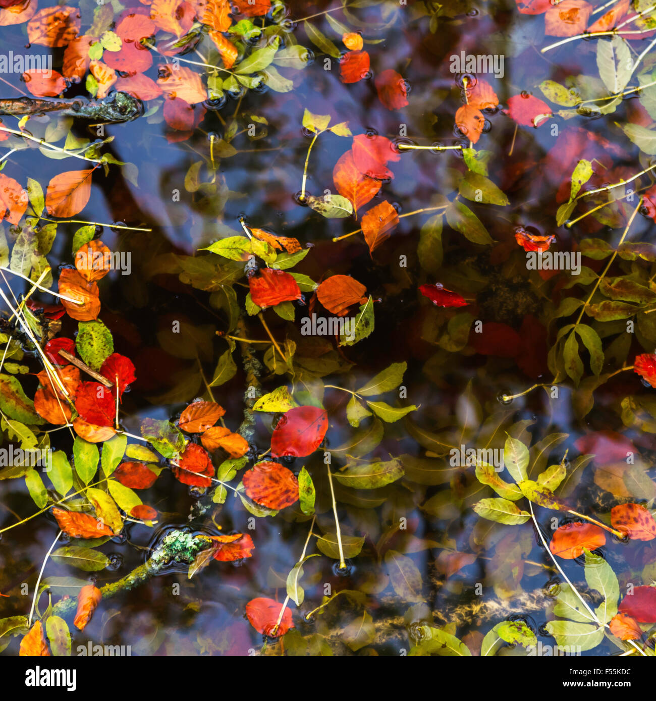 Colourful Autumn Leaves Floating in Still Water Stock Photo - Alamy