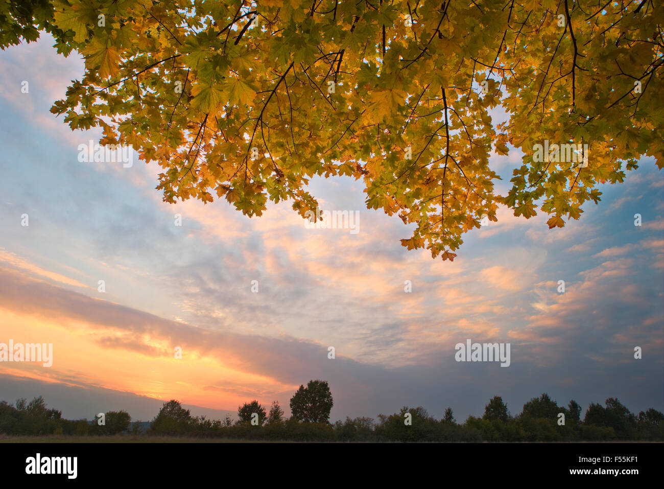 Maple leaves at sunset hi-res stock photography and images - Alamy