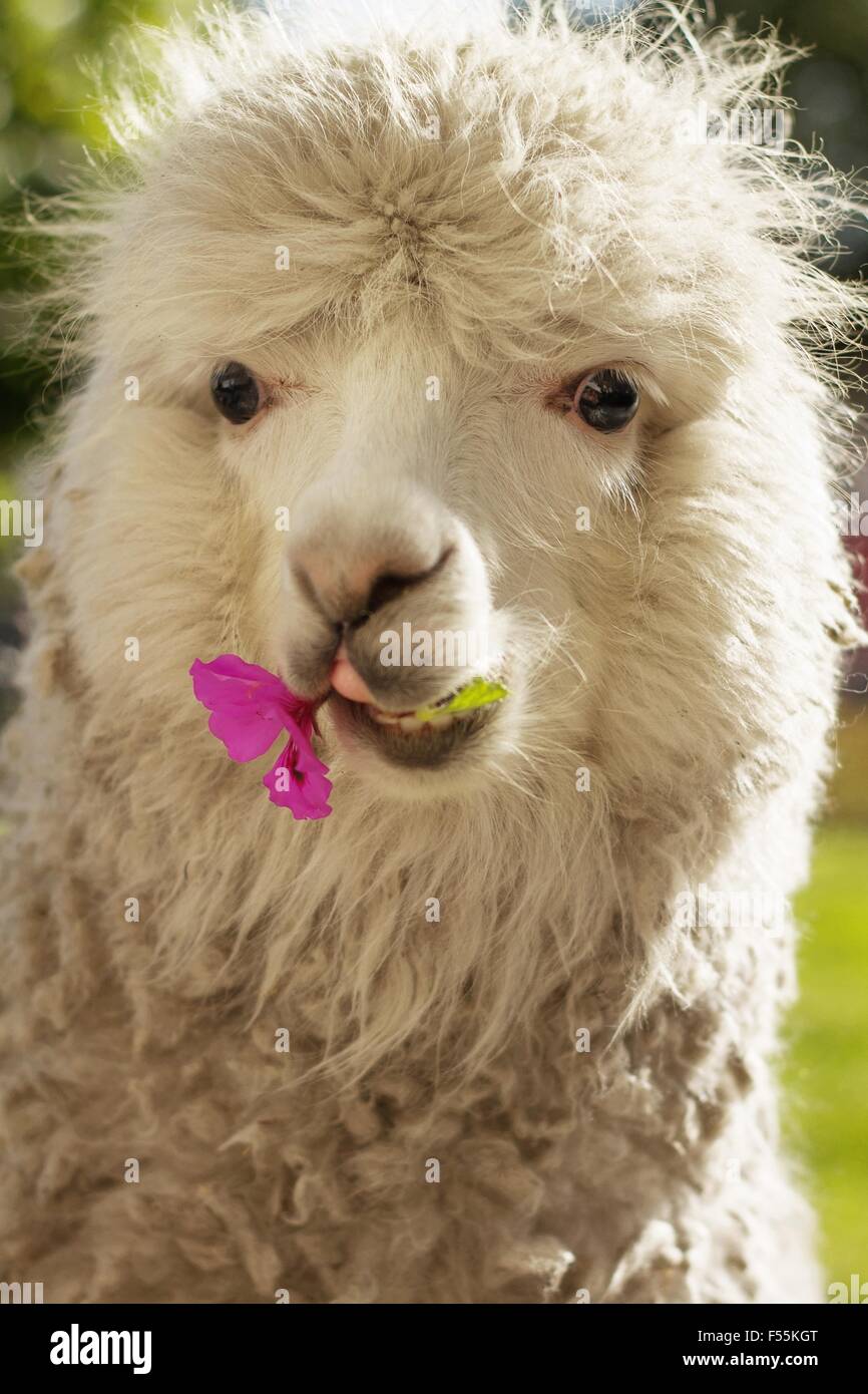 Alpaca chewing hi-res stock photography and images - Alamy