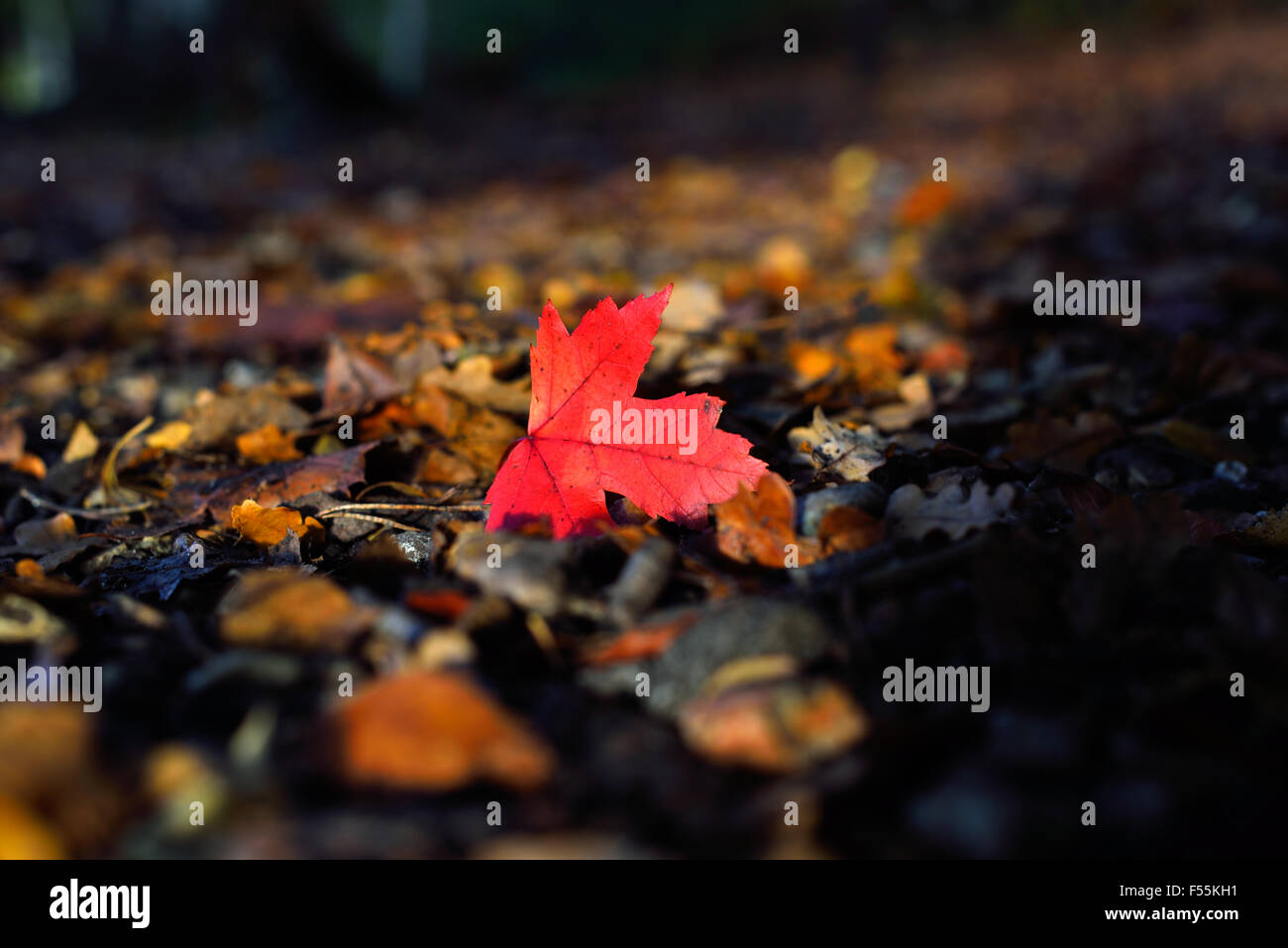 Fallen Red Lead in Autumn Stock Photo - Alamy