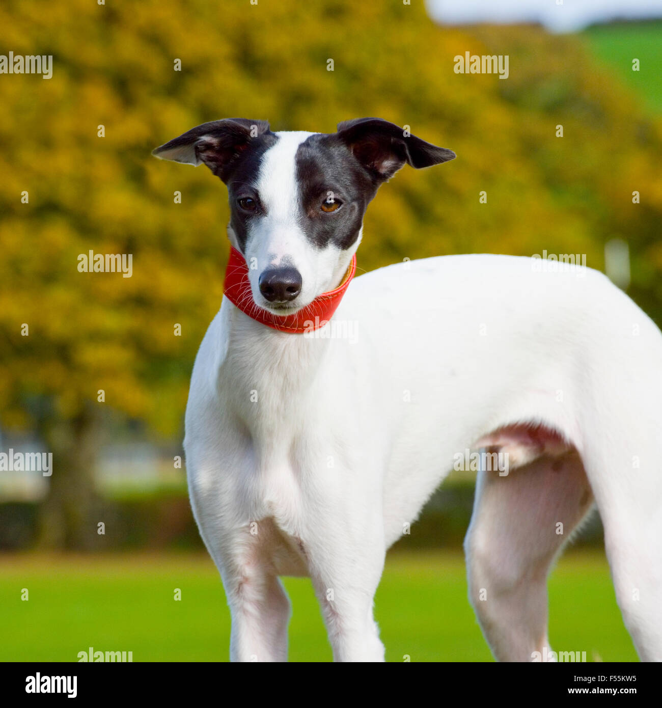 Whippet side view hi-res stock photography and images - Alamy