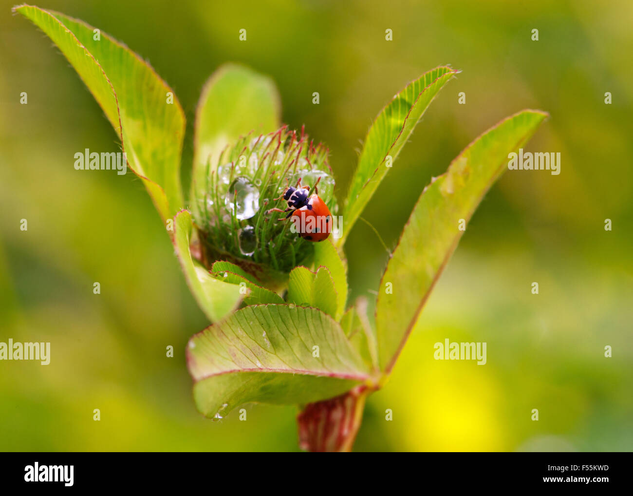 Bright animals hi-res stock photography and images - Alamy