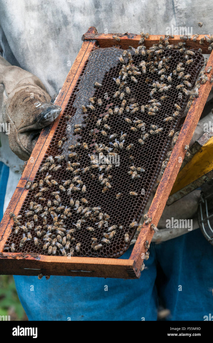 Delb hi-res stock photography and images - Alamy