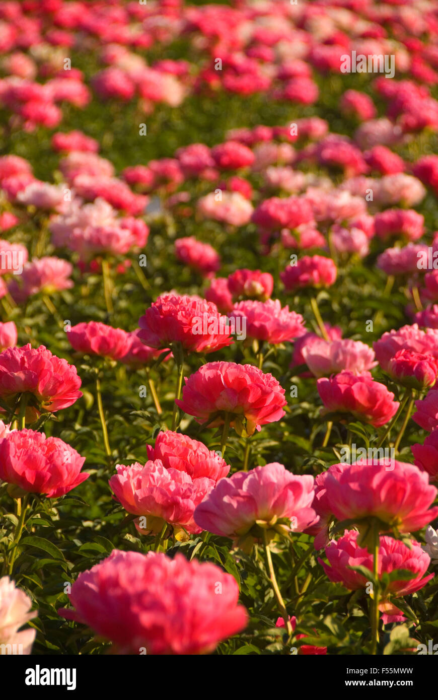 Peony field, Adelman Peony Garden, Brooks, Oregon Stock Photo - Alamy