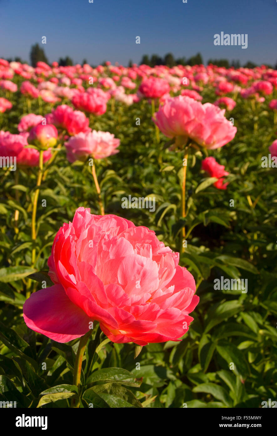 Peony, Adelman Peony Garden, Brooks, Oregon Stock Photo - Alamy