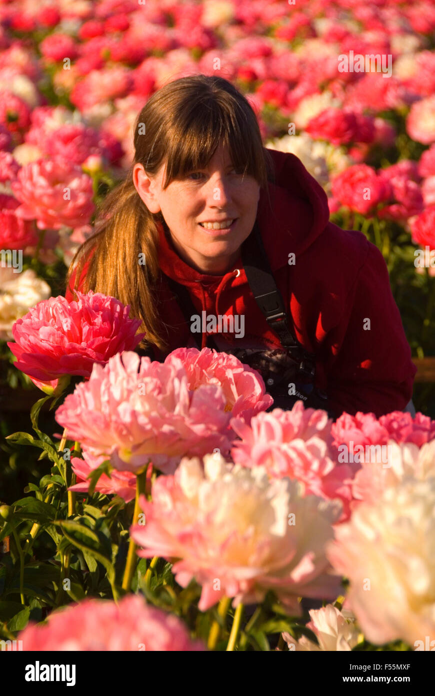 Peony field adelman peony garden hi-res stock photography and images ...
