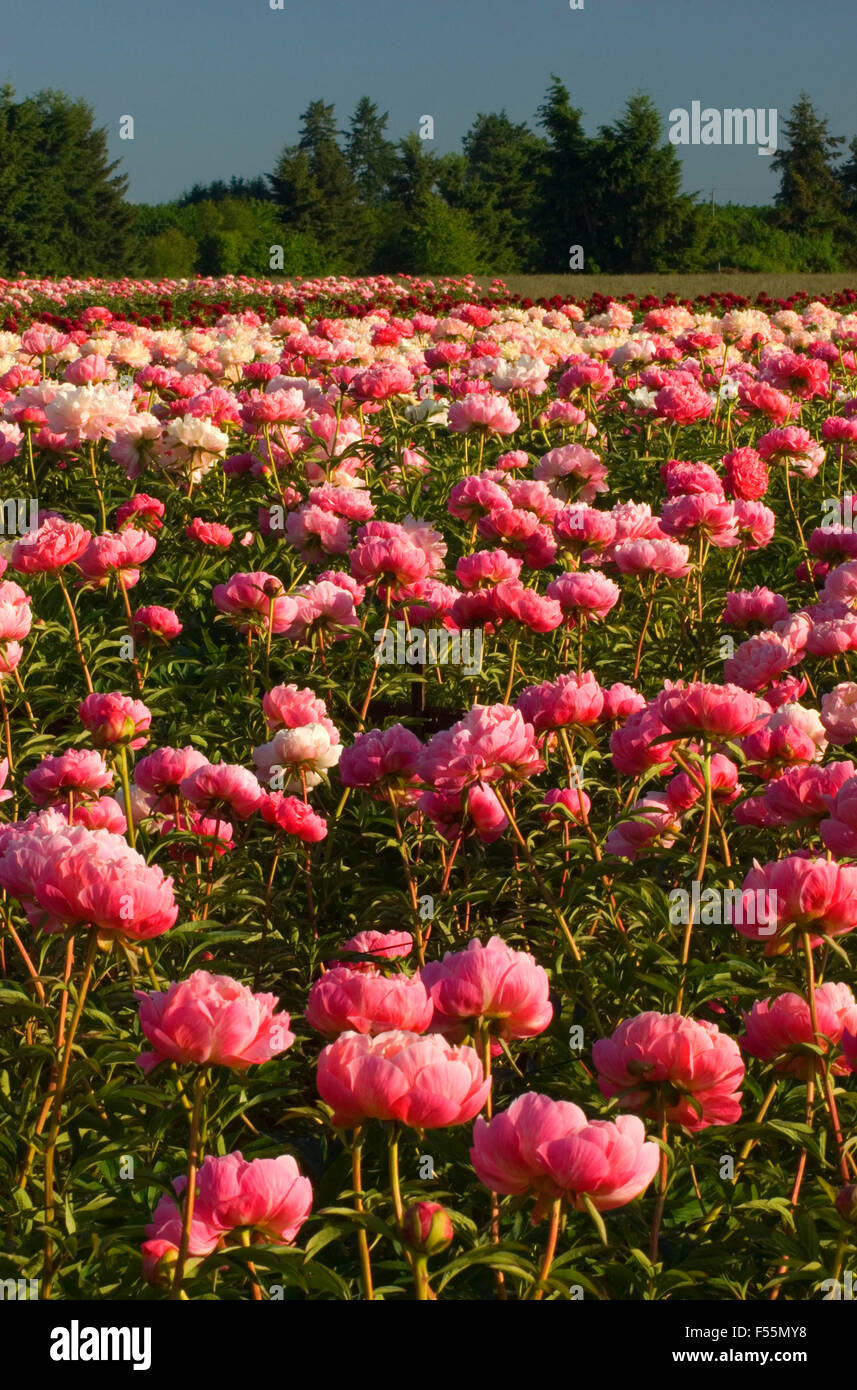Peony field, Adelman Peony Garden, Brooks, Oregon Stock Photo - Alamy