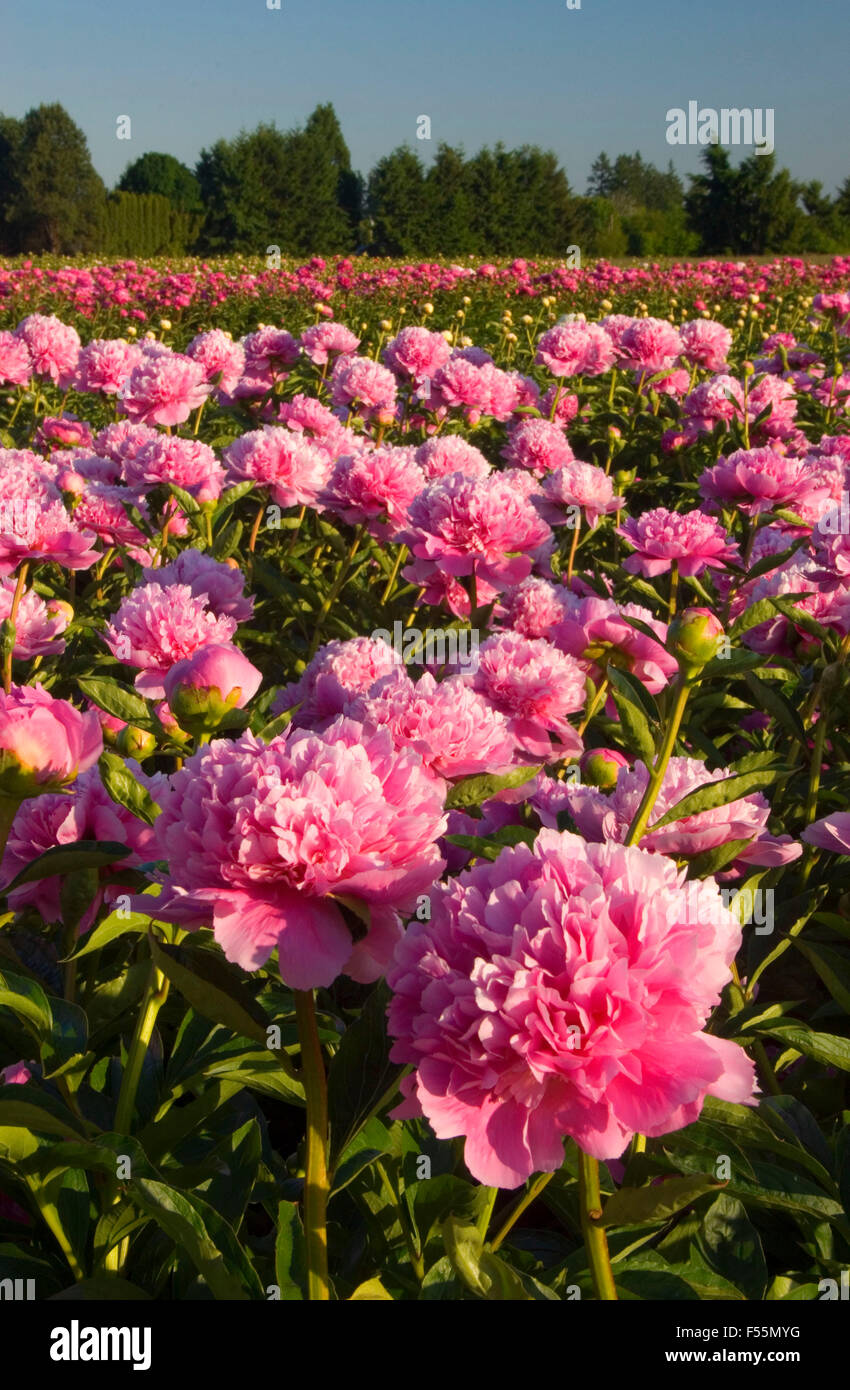 Peony Field Adelman Peony Garden Stock Photos & Peony Field Adelman ...