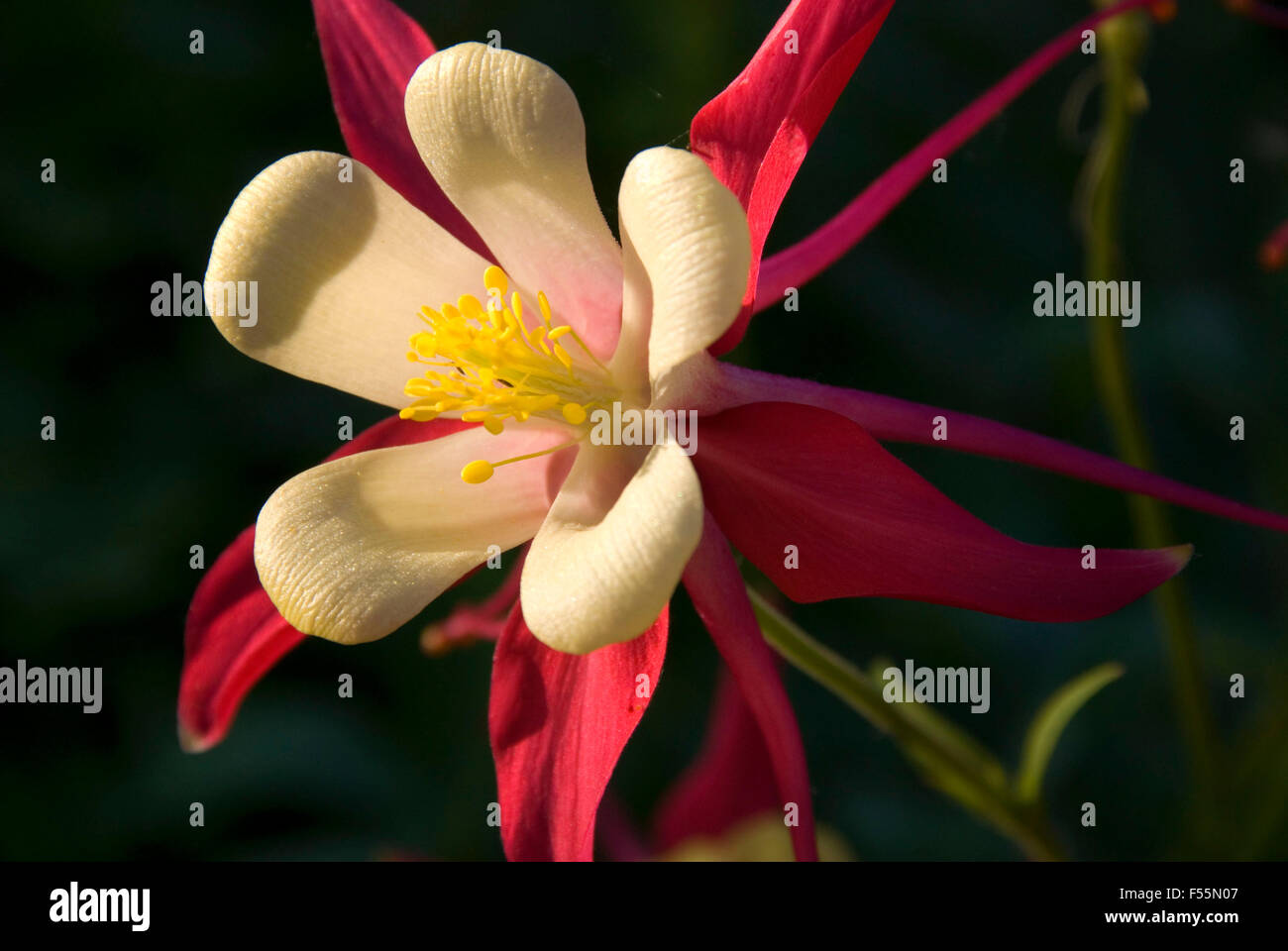 Columbine, Schreiners Iris Gardens, Keizer, Oregon Stock Photo - Alamy
