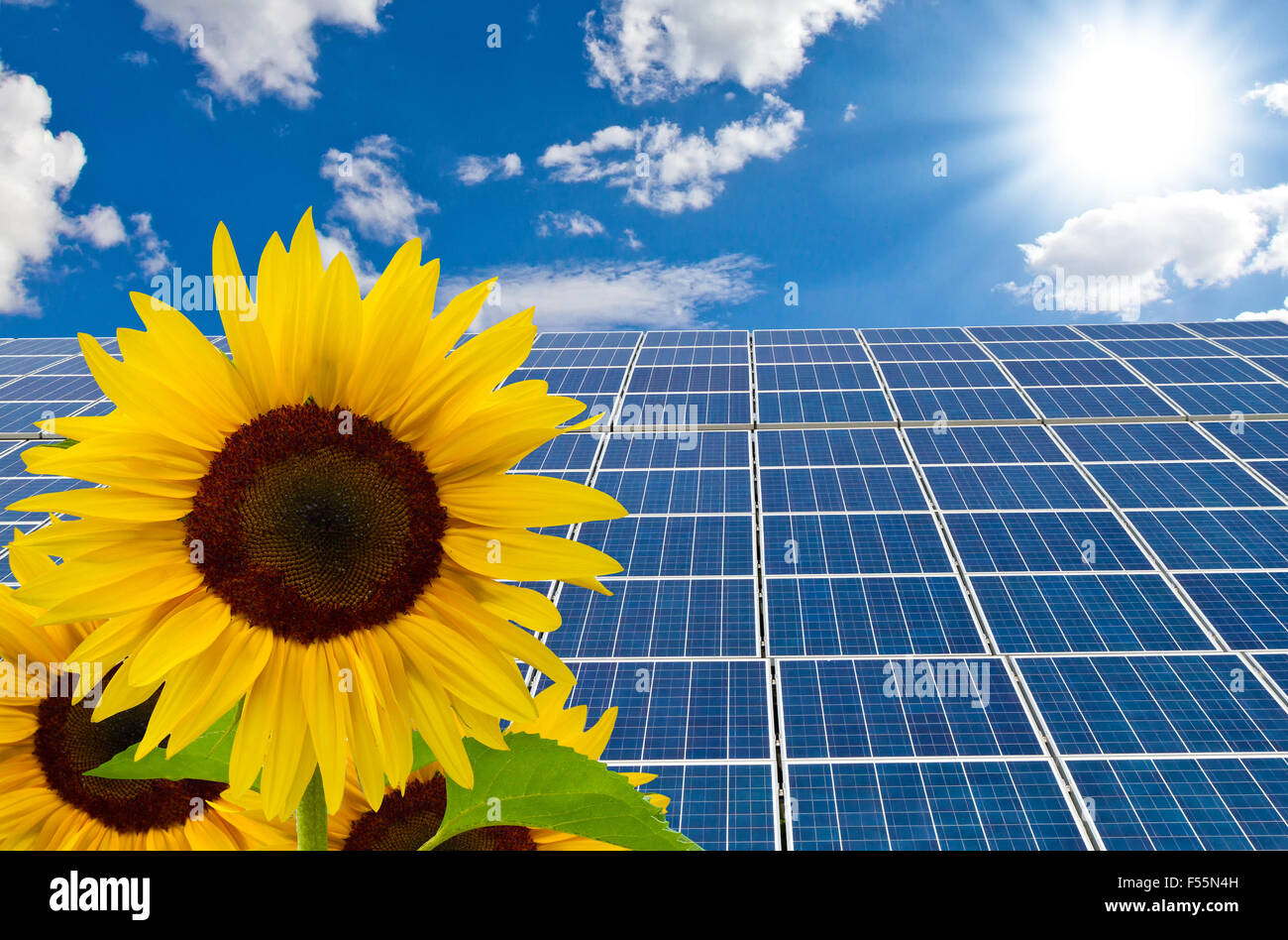 Sunflower supply hi-res stock photography and images - Alamy