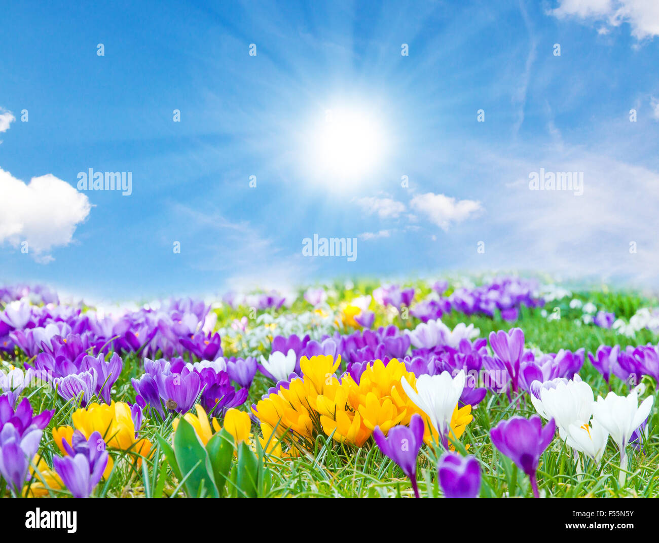 Cheerful crocus hi-res stock photography and images - Alamy
