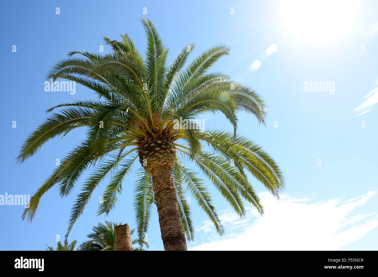 backlit palm tree, Ibiza Spain Stock Photo - Alamy