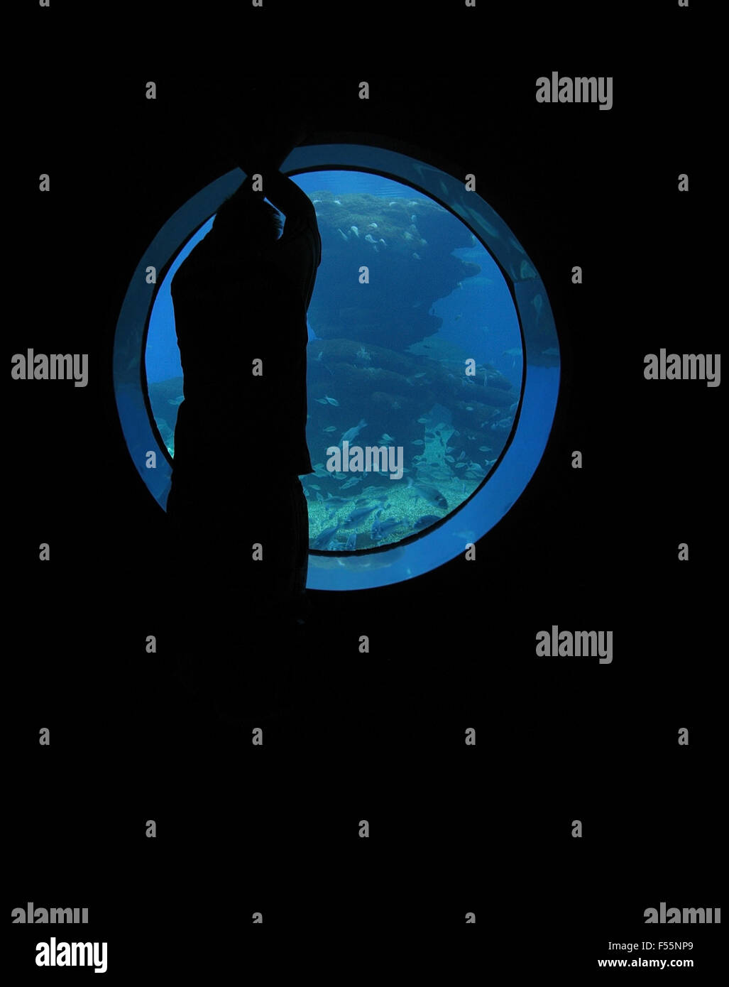 Underwater marine window hi-res stock photography and images - Alamy