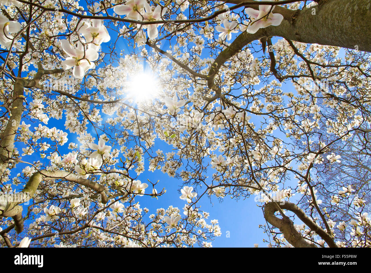 Magnolia circle hi-res stock photography and images - Alamy