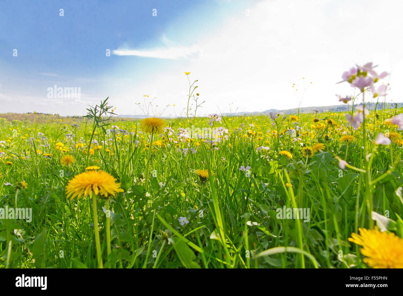 Spring meadow flowers germany hi-res stock photography and images - Alamy
