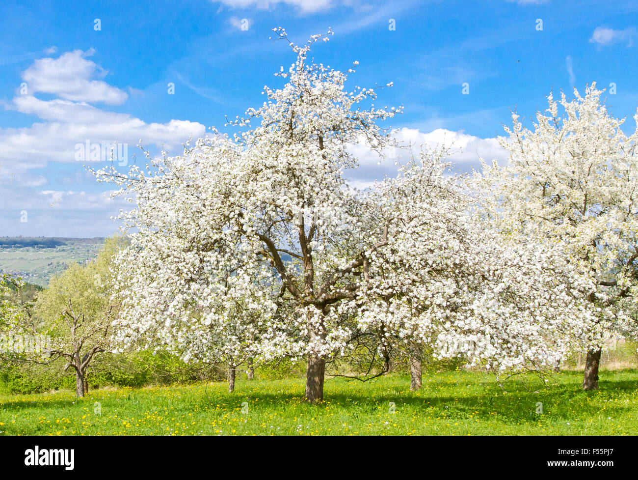 Spring blooming flowers fruit hi-res stock photography and images - Alamy