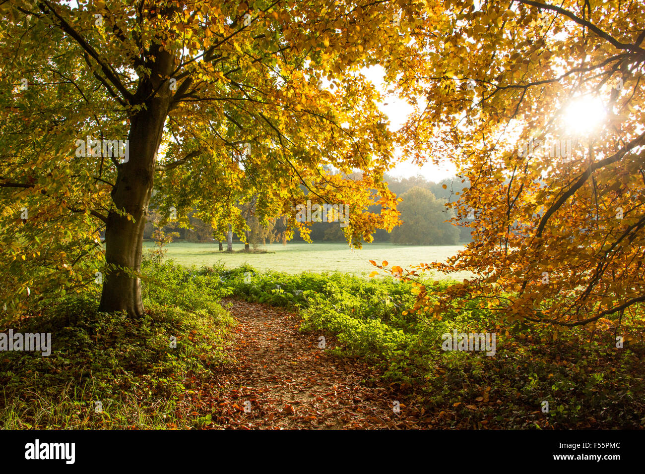 sunlight through the trees in a forest during Autumn Stock Photo - Alamy