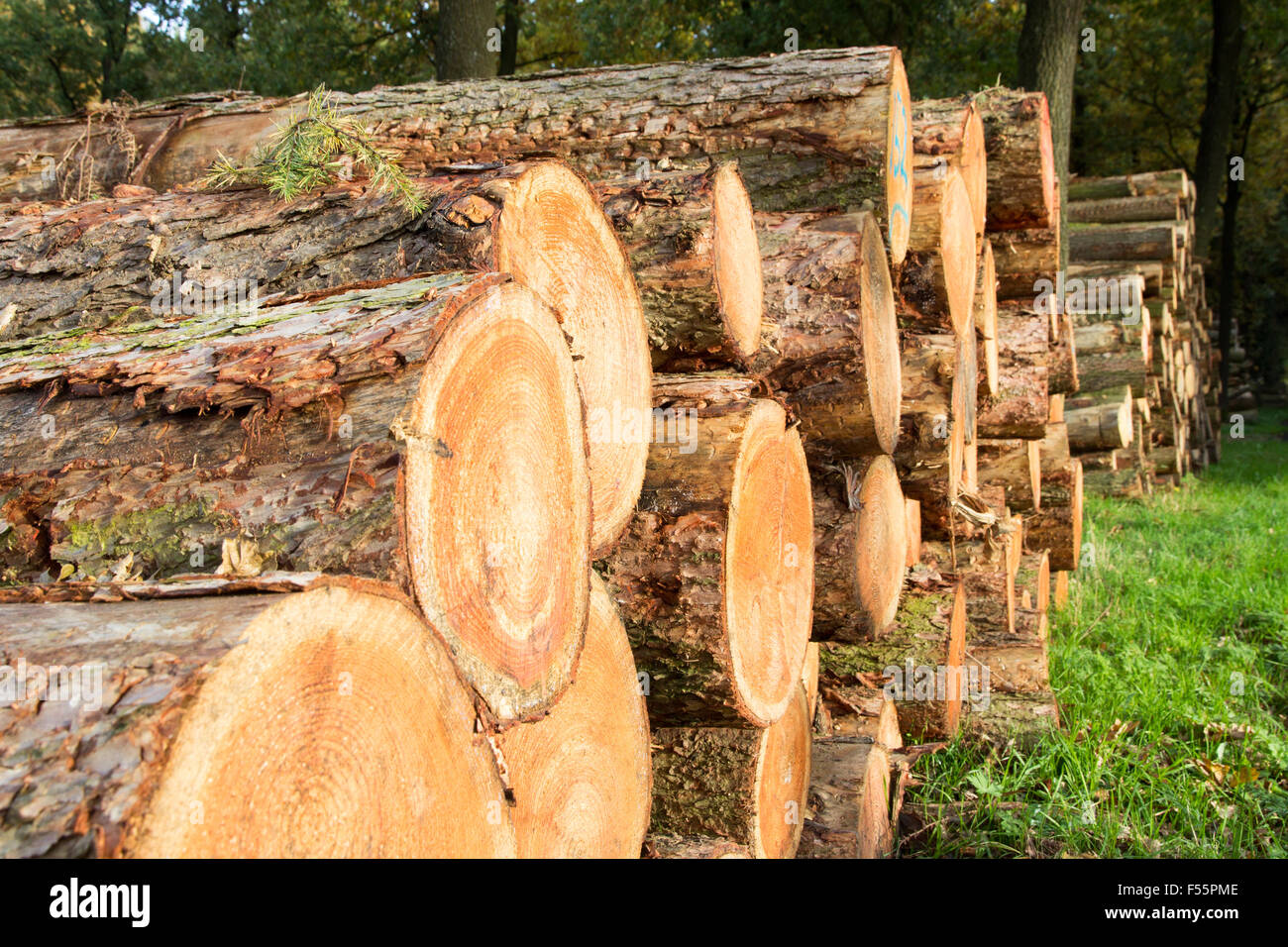 Wooden Logs in a forest Stock Photo - Alamy