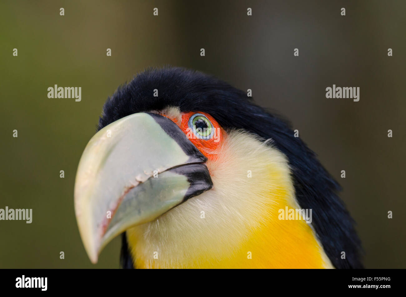 close up of a green toucan in Brazil Stock Photo - Alamy