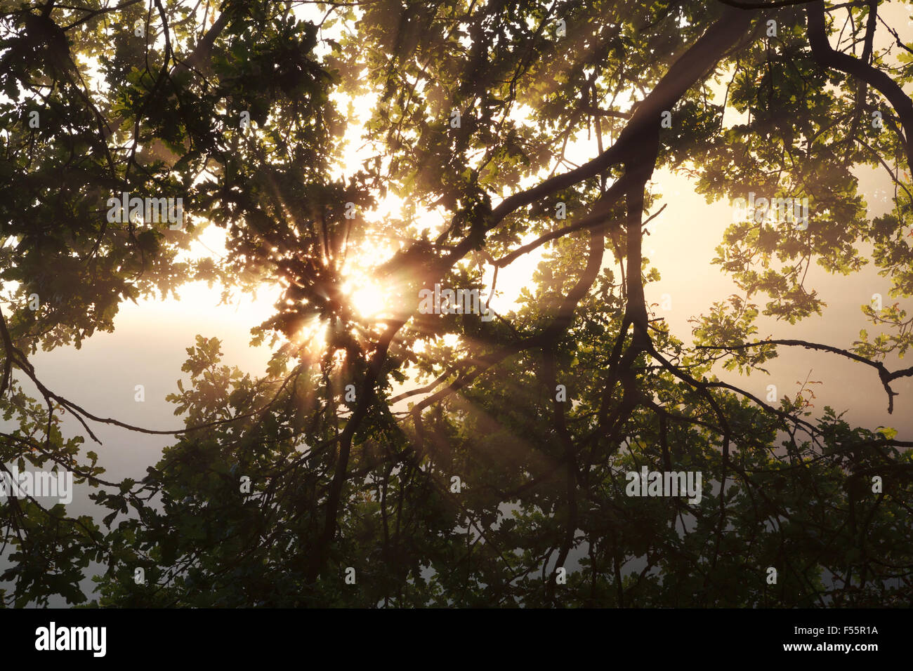 sunbeams through oak tree branch in mist Stock Photo - Alamy
