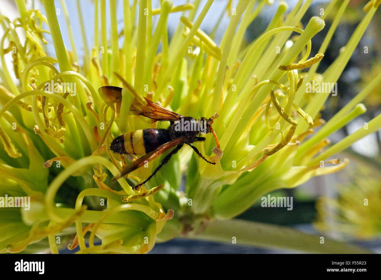 Qatar male model hi-res stock photography and images - Alamy
