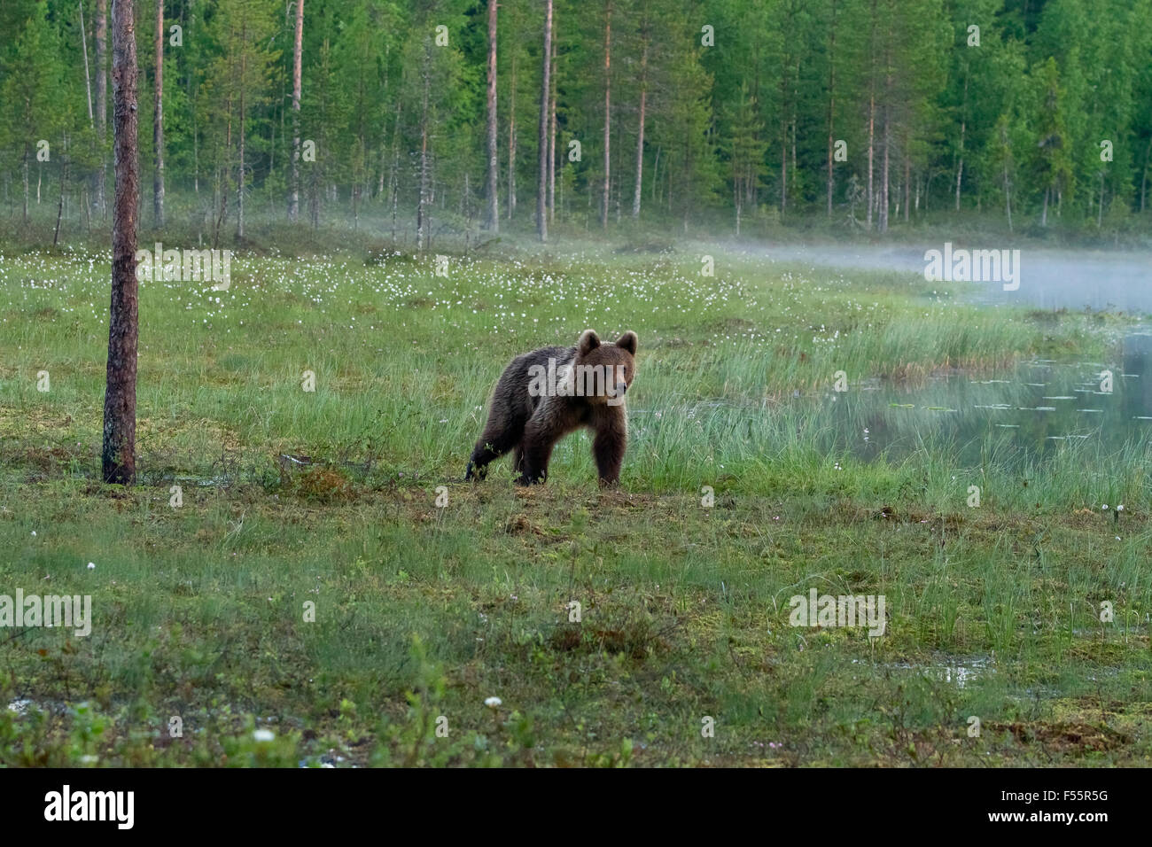 Bear in mist hi-res stock photography and images - Alamy