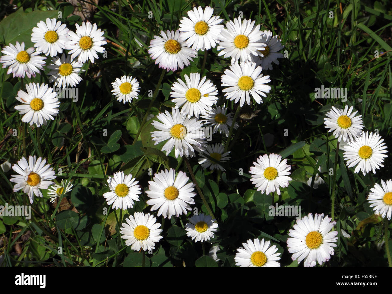 29.04.2015, Berlin , Berlin , Germany - Daisies. 00S150429D800CAROEX ...