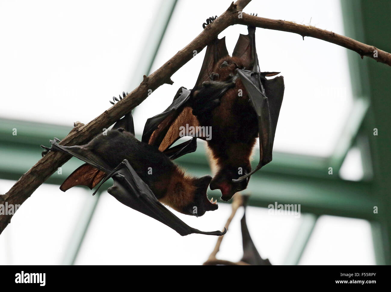 08.05.2015, Berlin, Berlin, Germany - Indian giant flying foxes in the ...