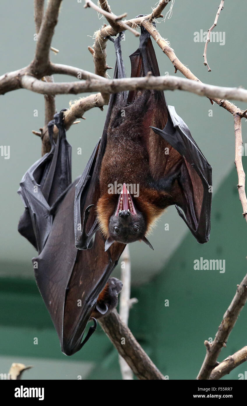 08.05.2015, Berlin, Berlin, Germany - Indian giant flying foxes in the ...