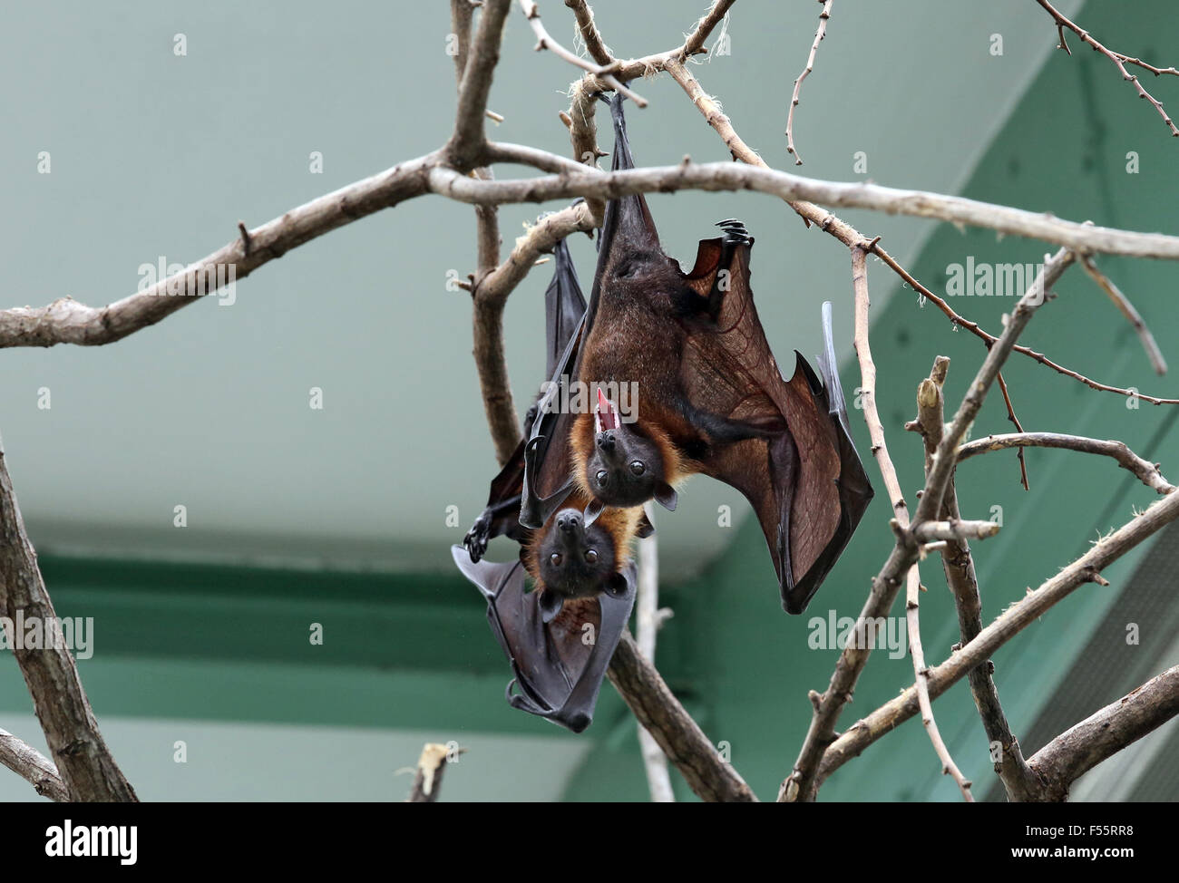 08.05.2015, Berlin, Berlin, Germany - Indian giant flying foxes in the ...