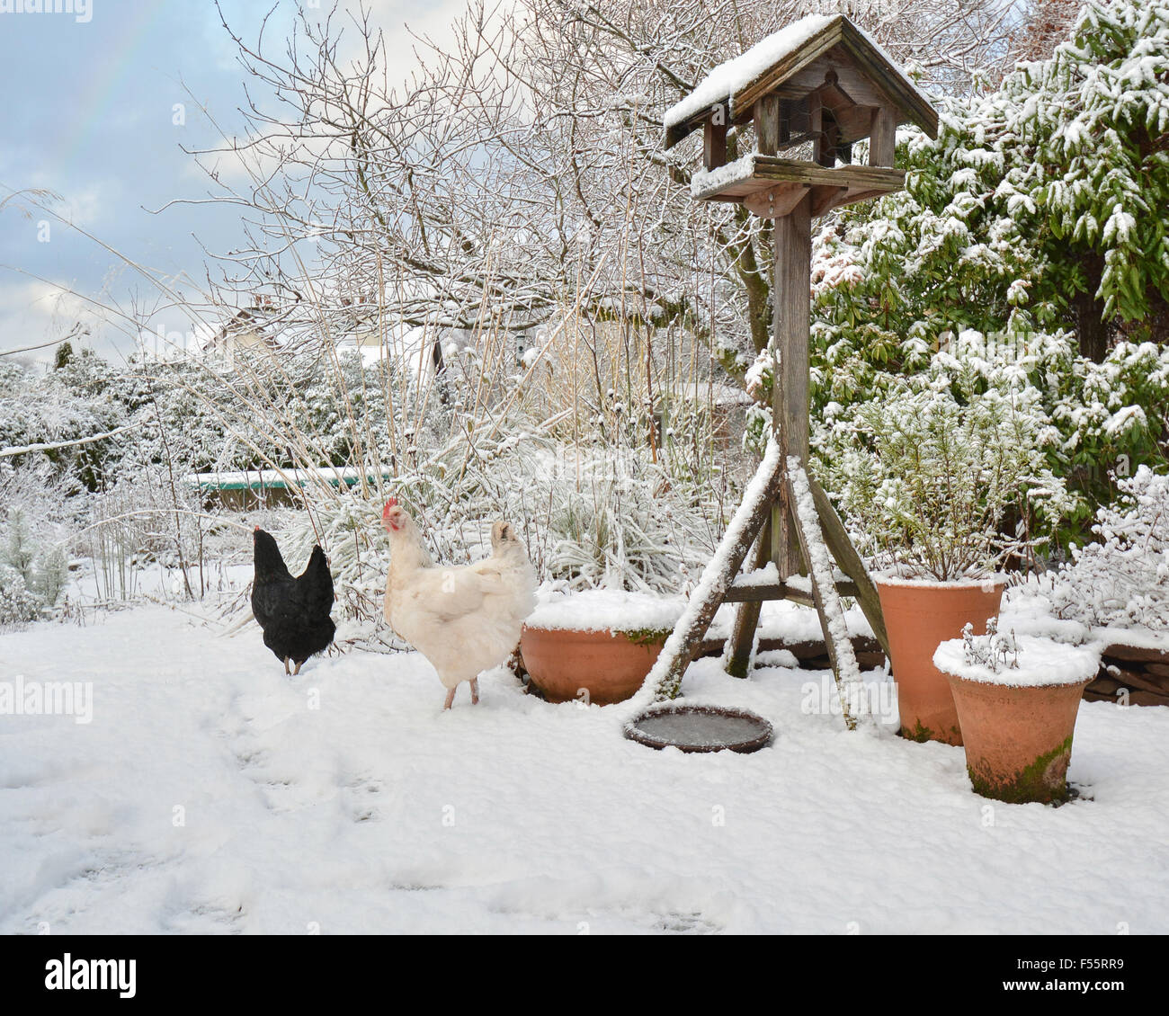 Winter garden uk hi-res stock photography and images - Alamy