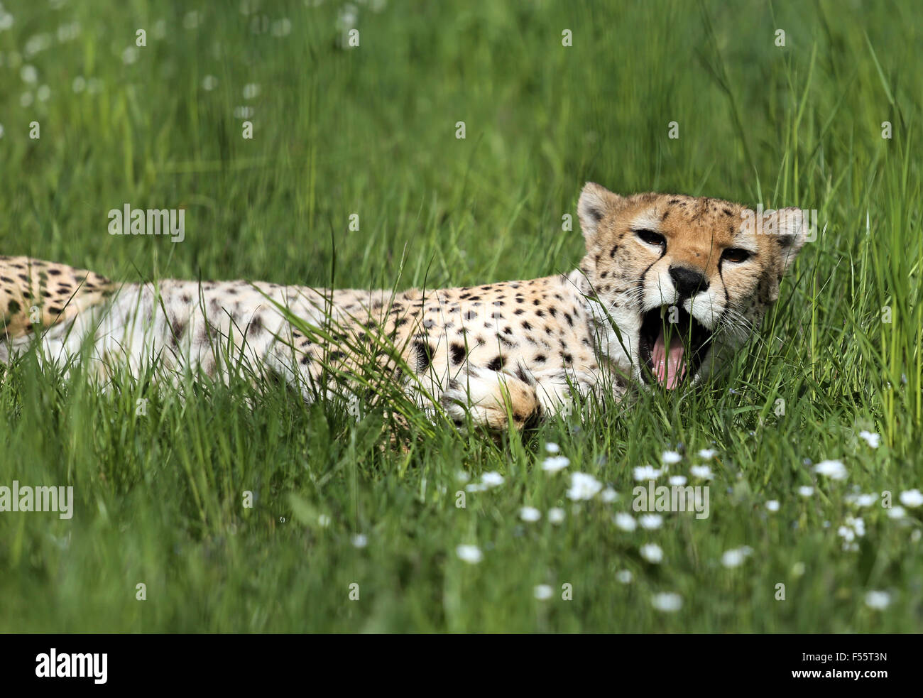08.05.2015, Berlin, Berlin, Germany - Cheetah in the Tierpark Berlin ...