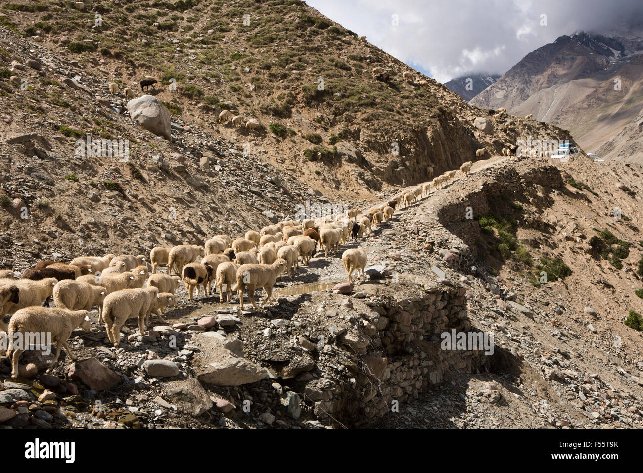 Indian sheep hi-res stock photography and images - Alamy