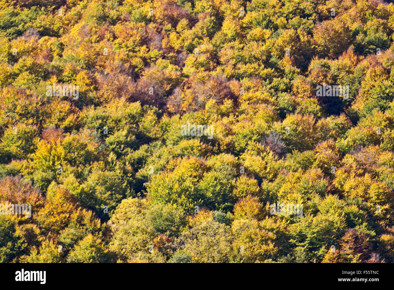 background of trees with autumn colours in the Montseny, Catalonia ...