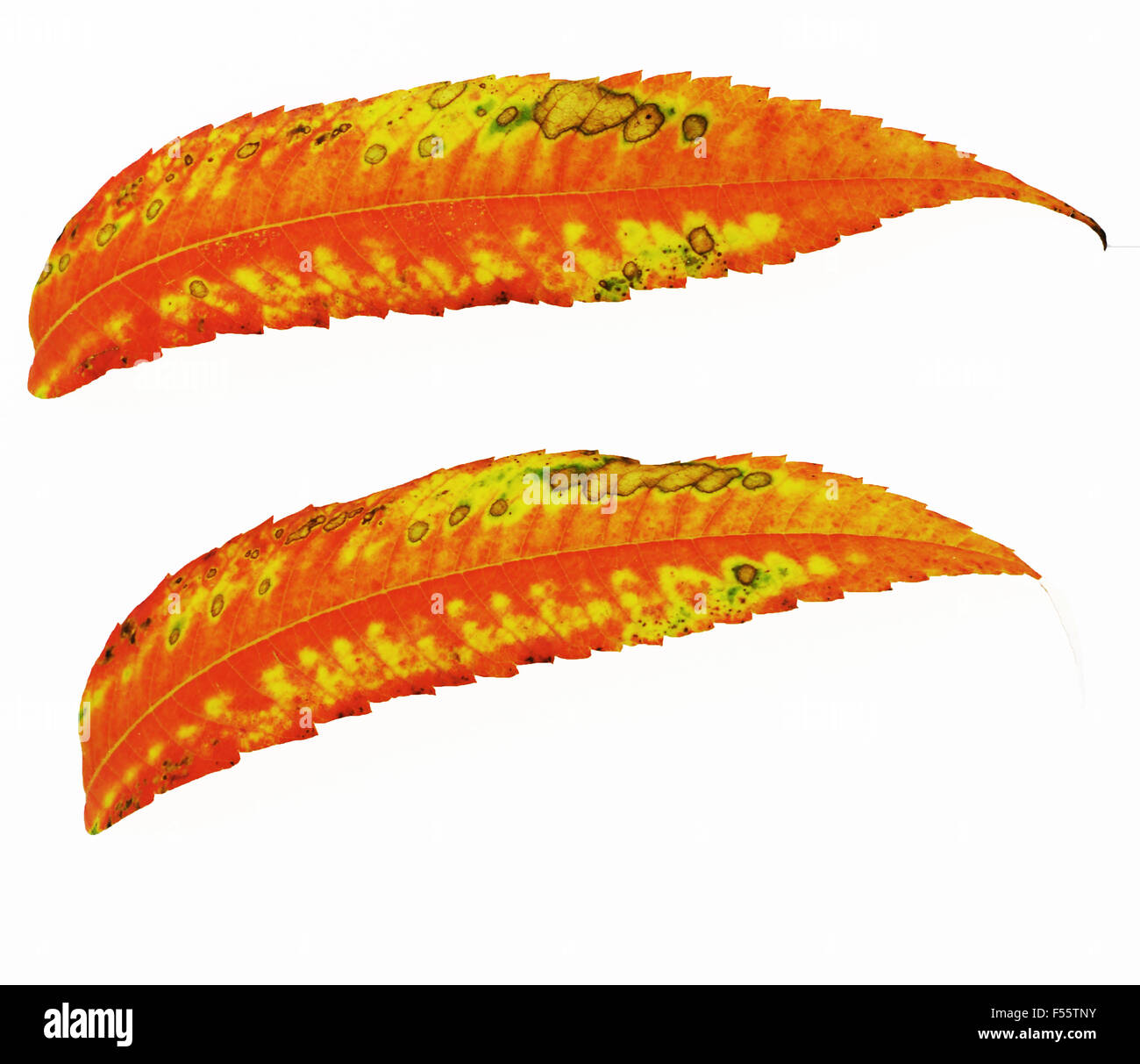 two autumn leaves Stock Photo - Alamy