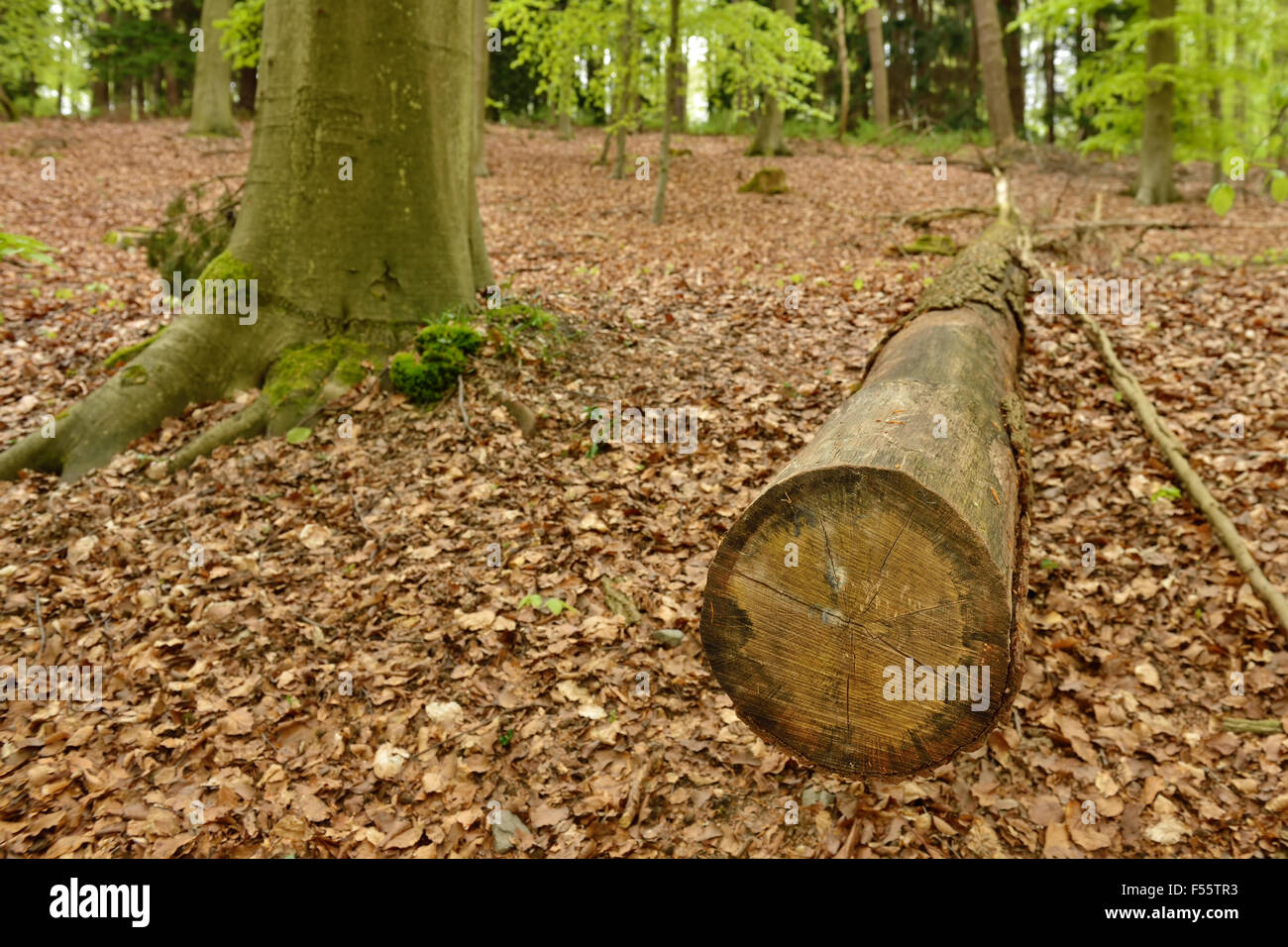 Bulbous tree trunks hi-res stock photography and images - Alamy