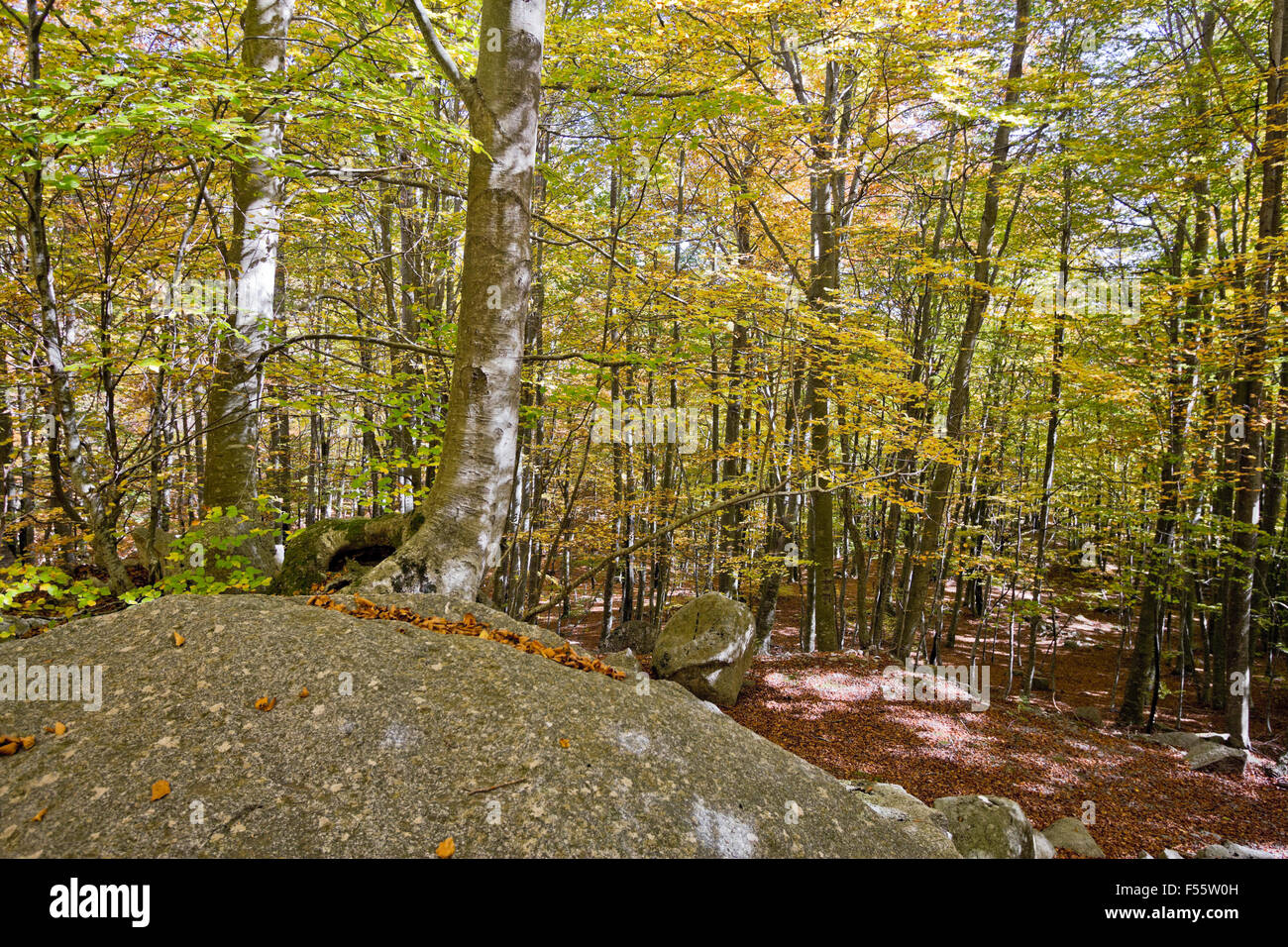 Montseny Natural Park in the fall with all colours of trees in ...