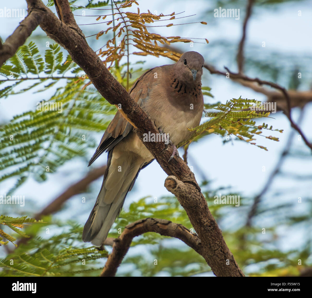 Pigeon on a palm tree hi-res stock photography and images - Alamy