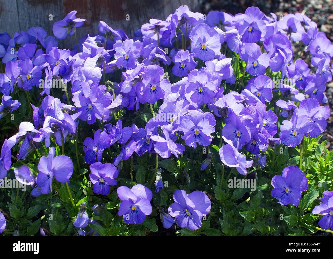 Purple and violet hi-res stock photography and images - Alamy