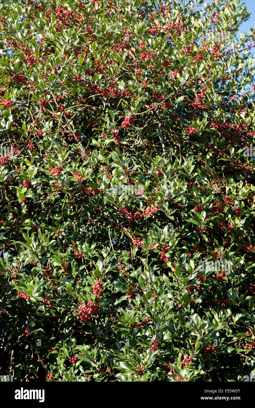 Fruit tree for full sun hi-res stock photography and images - Alamy
