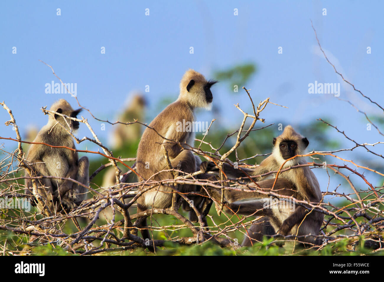 Tufted gray langur specie Semnopithecus priam Stock Photo - Alamy