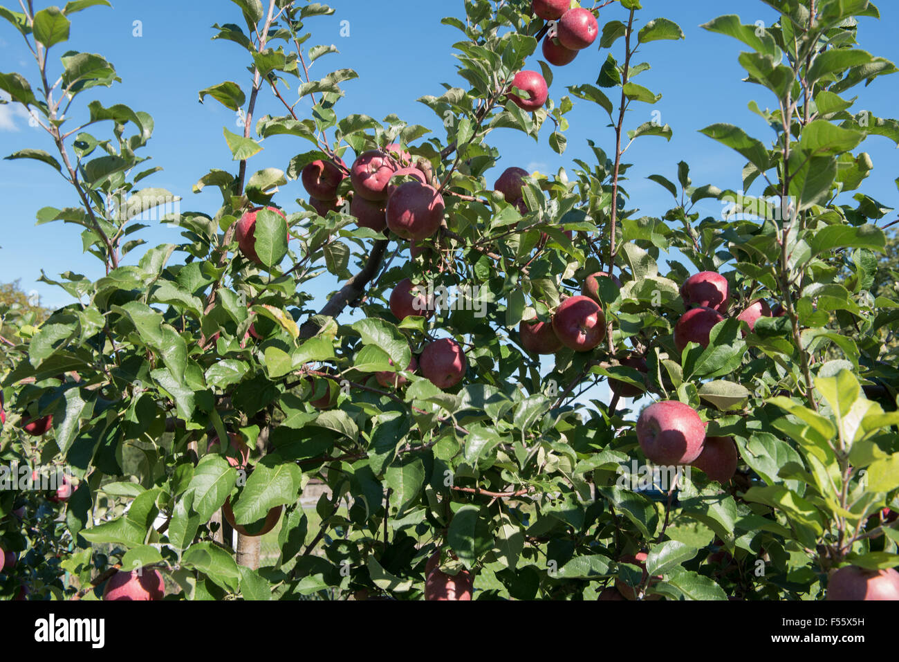 apples on the tree ready for harvest Stock Photo - Alamy