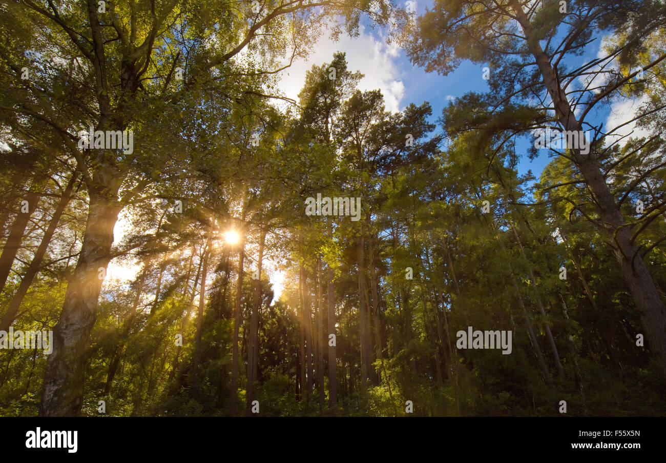 autumn sun shining through the tree branches Stock Photo - Alamy